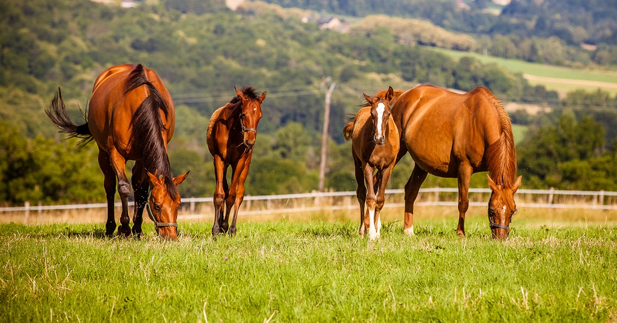 Raisonner les accouplements, à quoi faut-il penser ? - Actualités