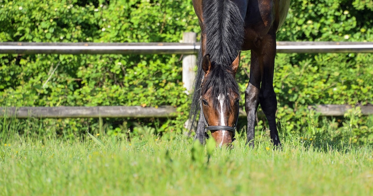 Planifier la conduite de pâturage sur mes parcelles - Actualités