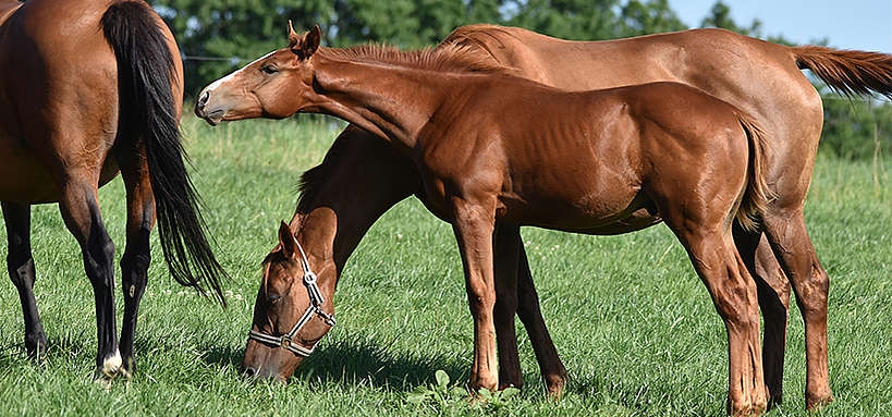 Croissance et développement du poulain - Actualités