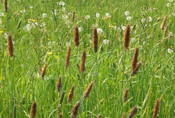 Les graminées - Actualités